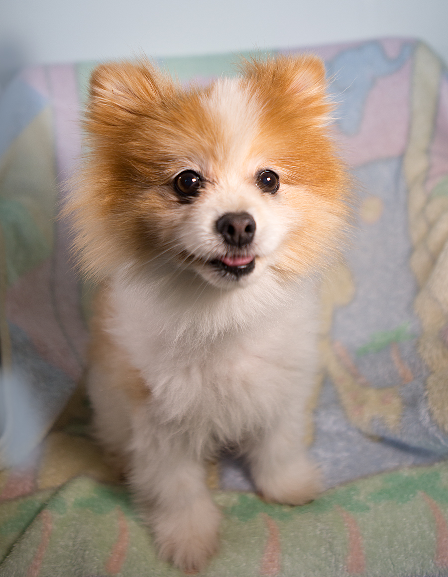 Shelter Dogs of Portland: "ANGIE" easy going senior Pomeranian