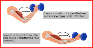 MUSCLE CONTRACTION