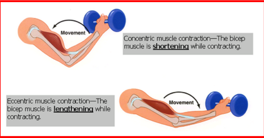 MUSCLE CONTRACTION