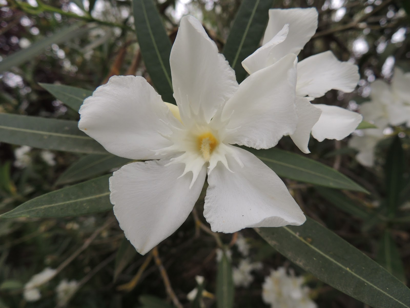 El Terrao - Dos urbanitas en el campo: ADELFAS