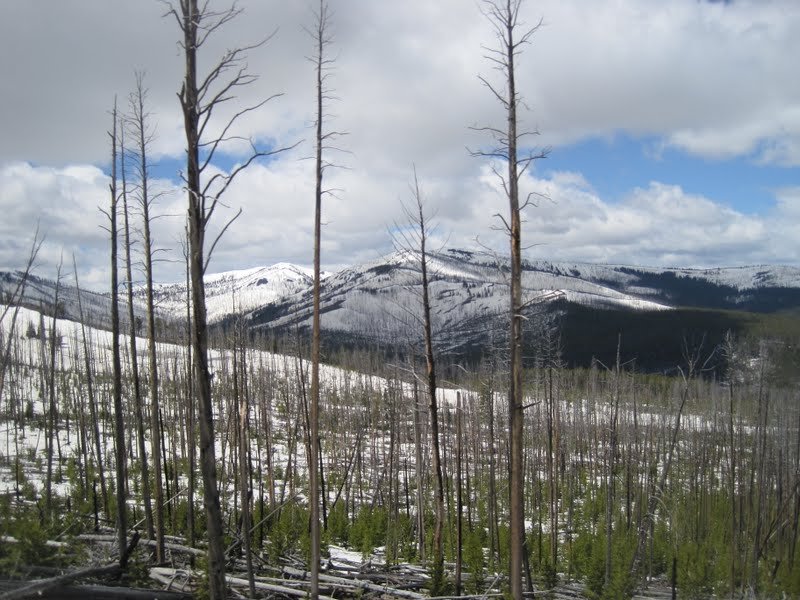 The Scallywagon: YOU SKIN GRIZ', PILGRIM? Yellowstone National Park