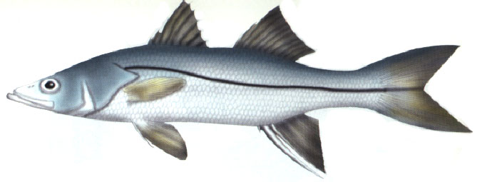 PESCA CEARÁ: O Robalo