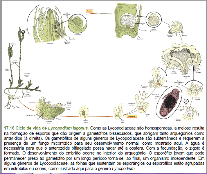 PTHERIDÓFITAS: Filo Lycopodiophyta