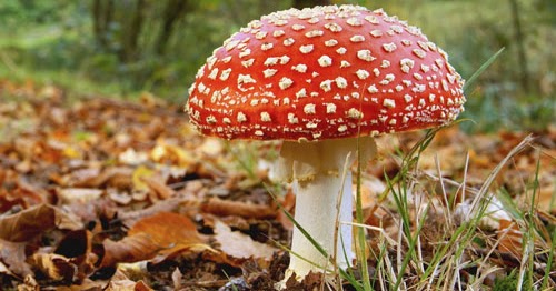 TV Svizzera, I funghi - Aldo, Giovanni e Giacomo - ViviRidendo