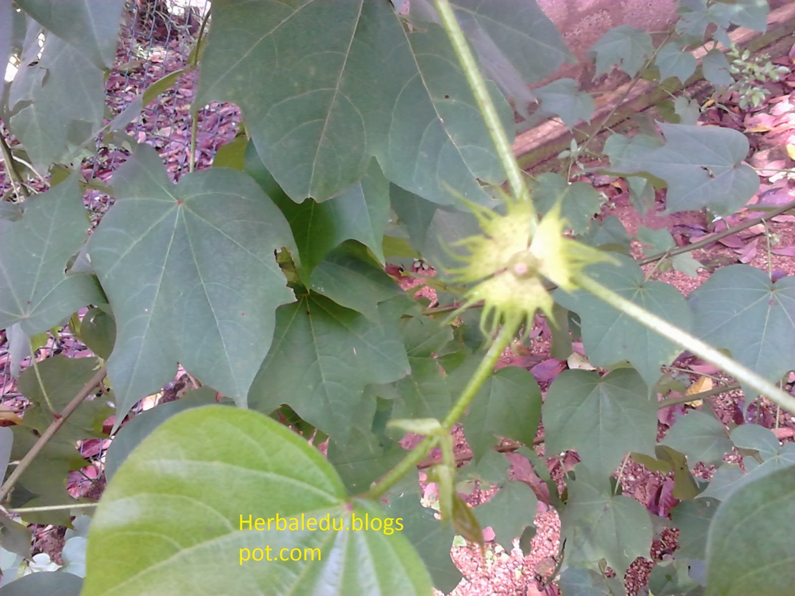 Gossypium herbaceum-Kapu කපු - Herbal Plants of Asia