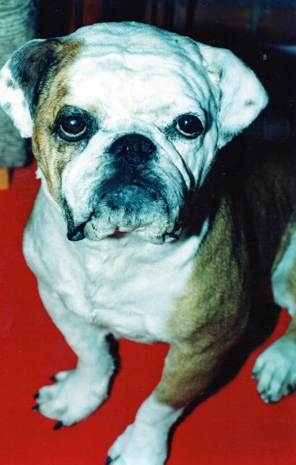 Taxidermia en Colombia