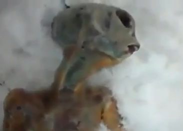 ACTUAL Y CURIOSO: ENCUENTRAN UN POLLO EXTRATERRESTRE EN SIBERIA