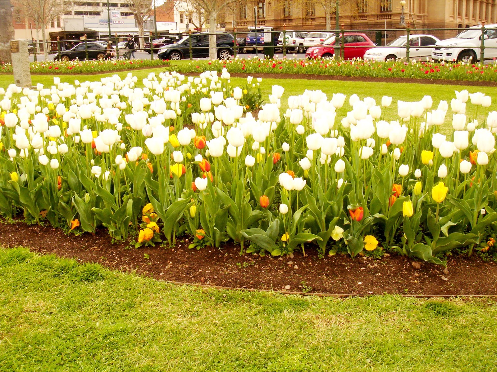 New International Students: Bendigo Tulip Festival- a photo essay