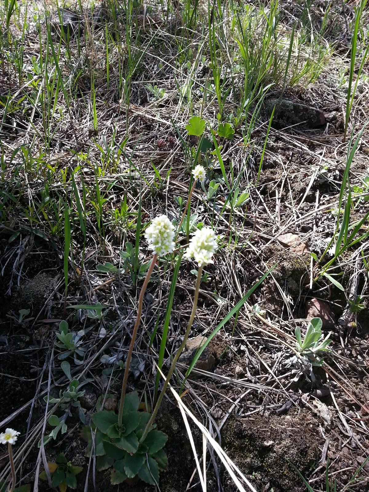 Jefferson County Colorado Wildflowers