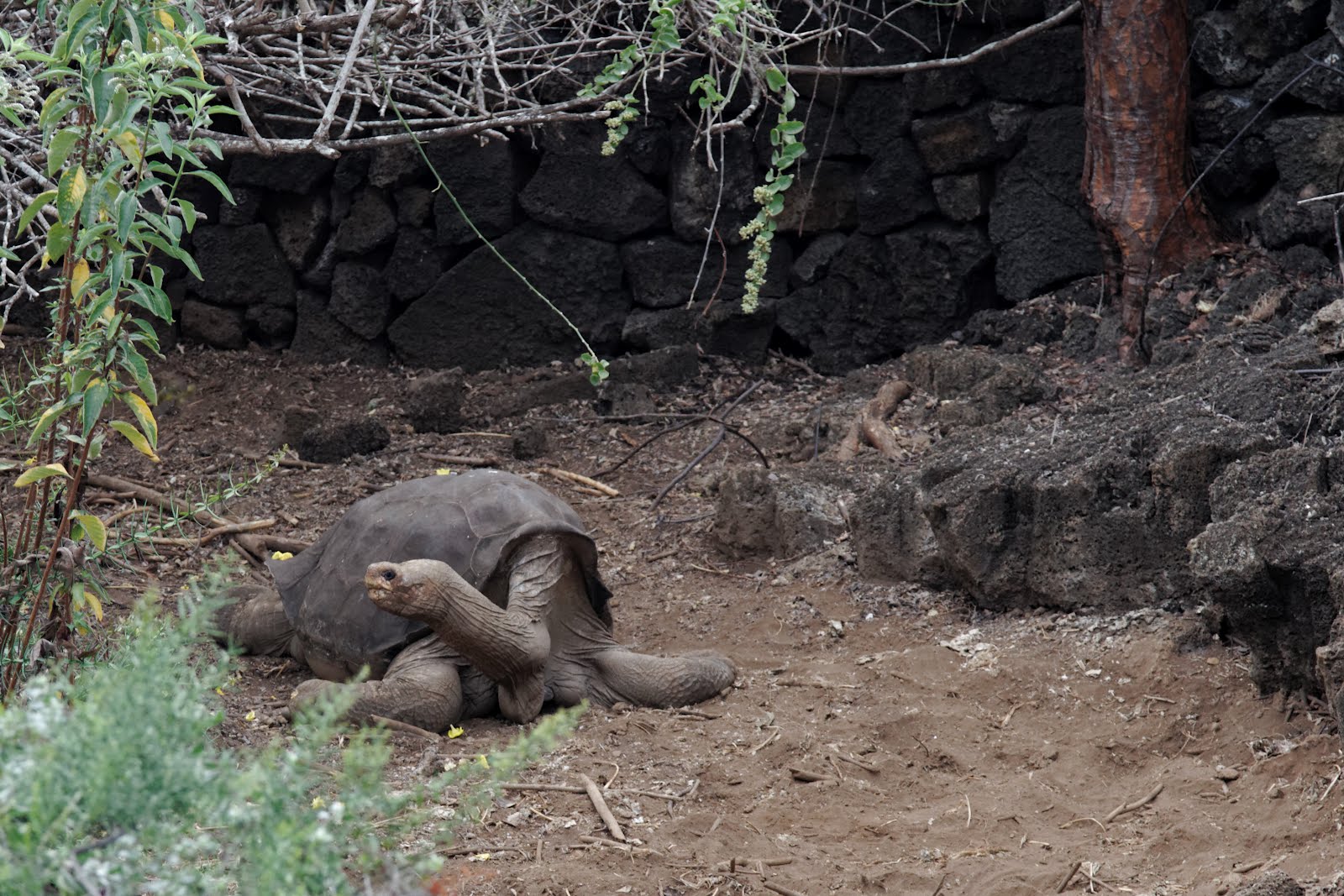 TravelMarx: Lonesome George - Adiós