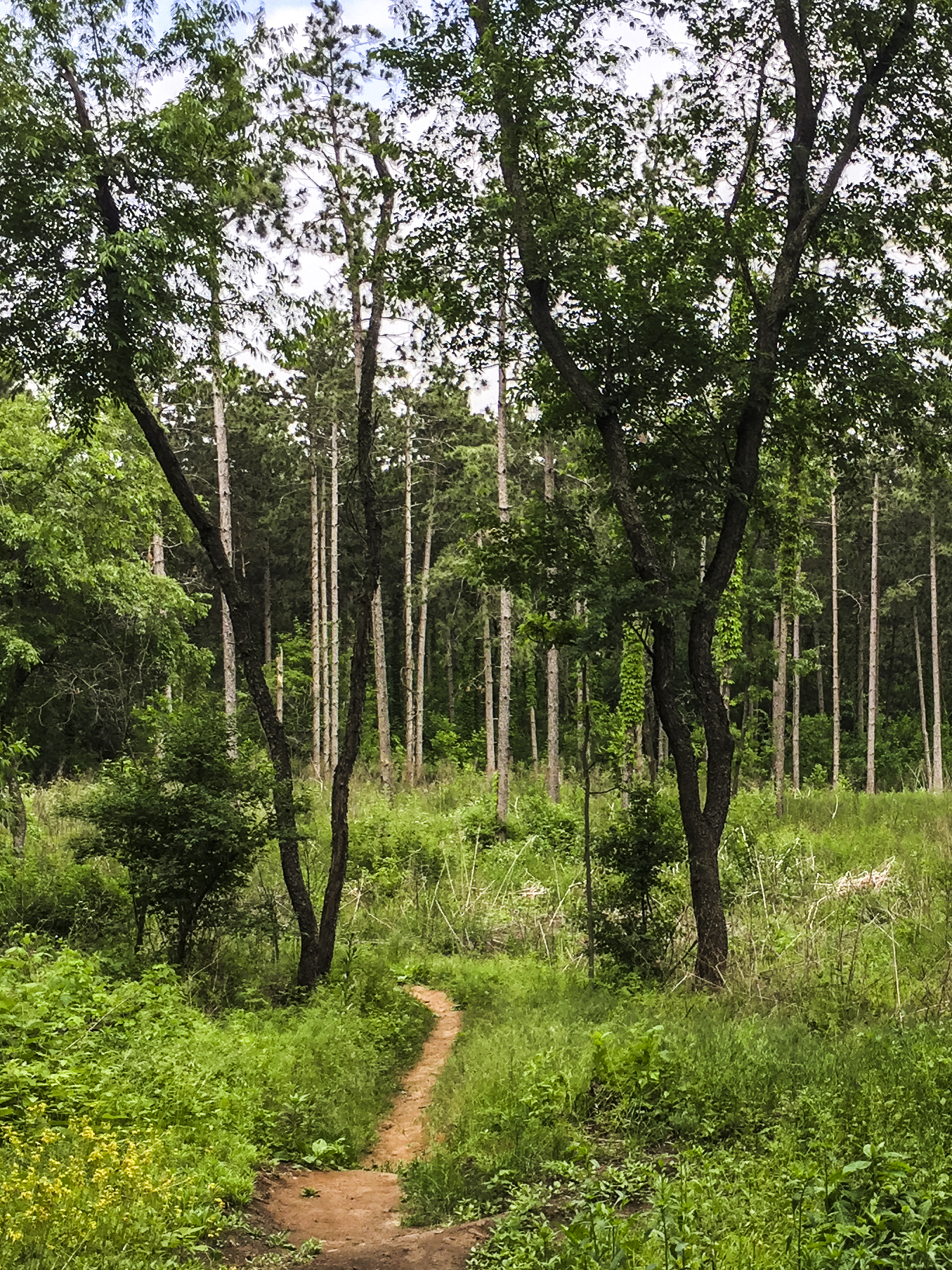 Ice Age National Trail - Blue Spring Lake Segment