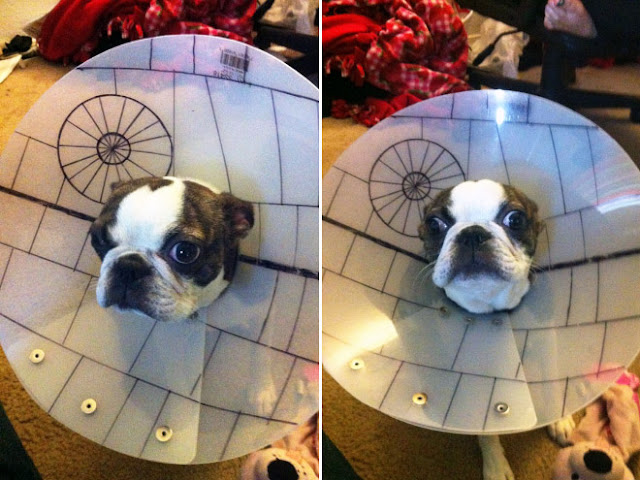 Photos of pets wearing the cone of shame - Sad...but so cute ...