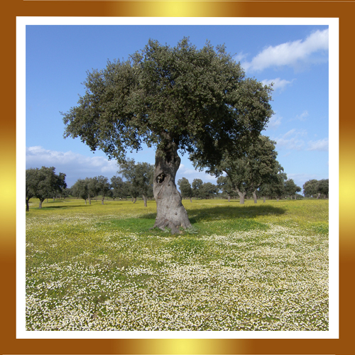 Guía del Plantabosques: LAS ENCINAS