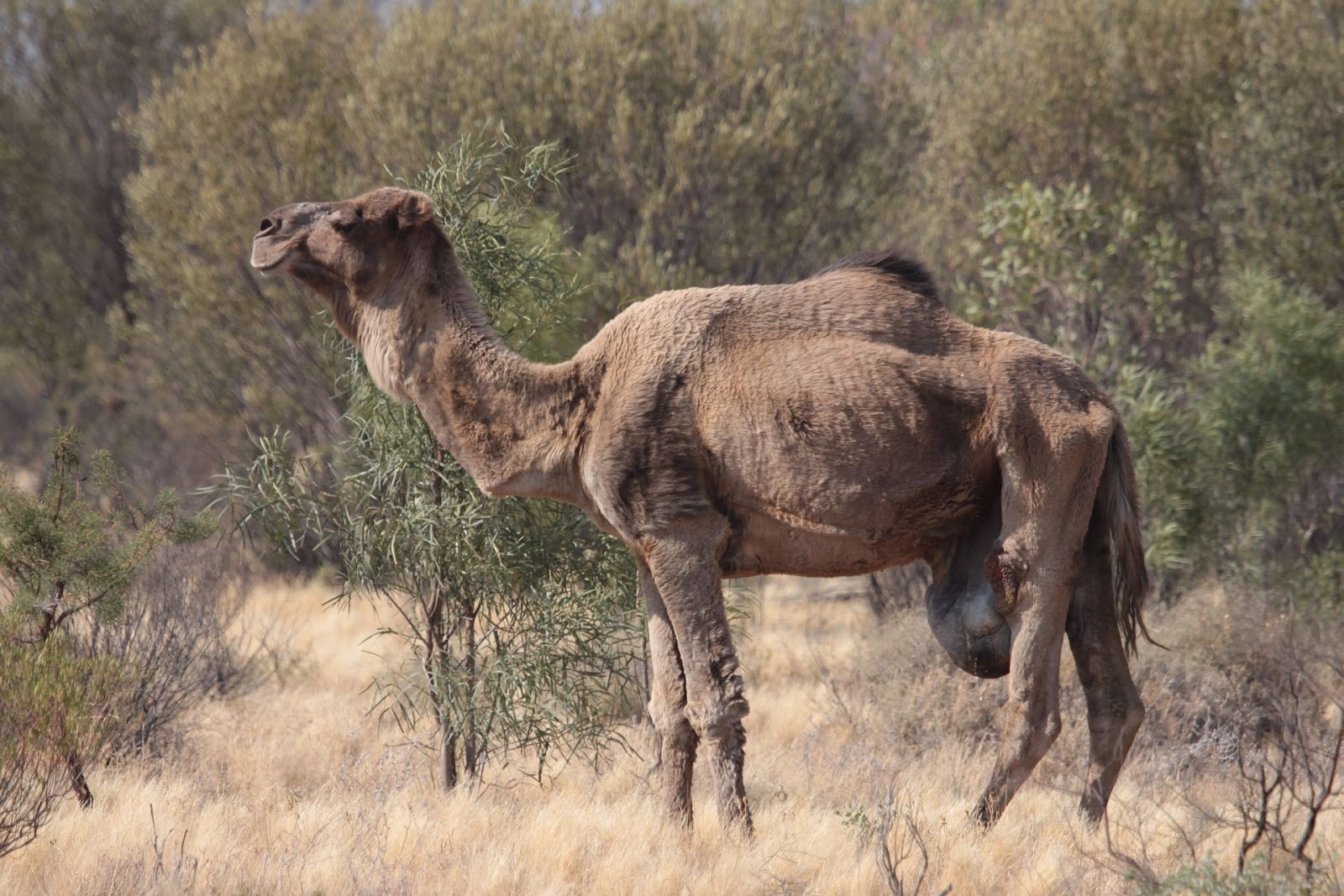 Richard Waring's Birds of Australia: Red-capped Robin and a Camel, that ...