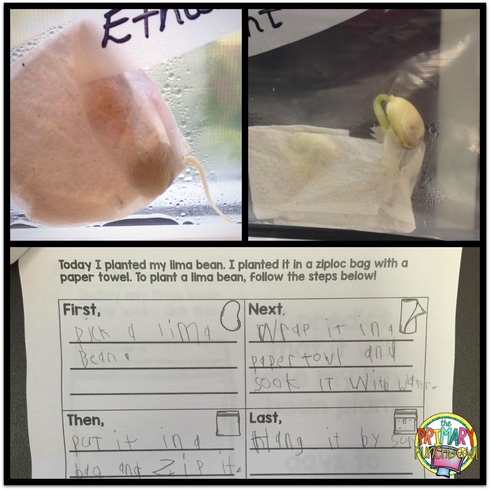 Bean Plant Investigations! - The Primary Punchbowl