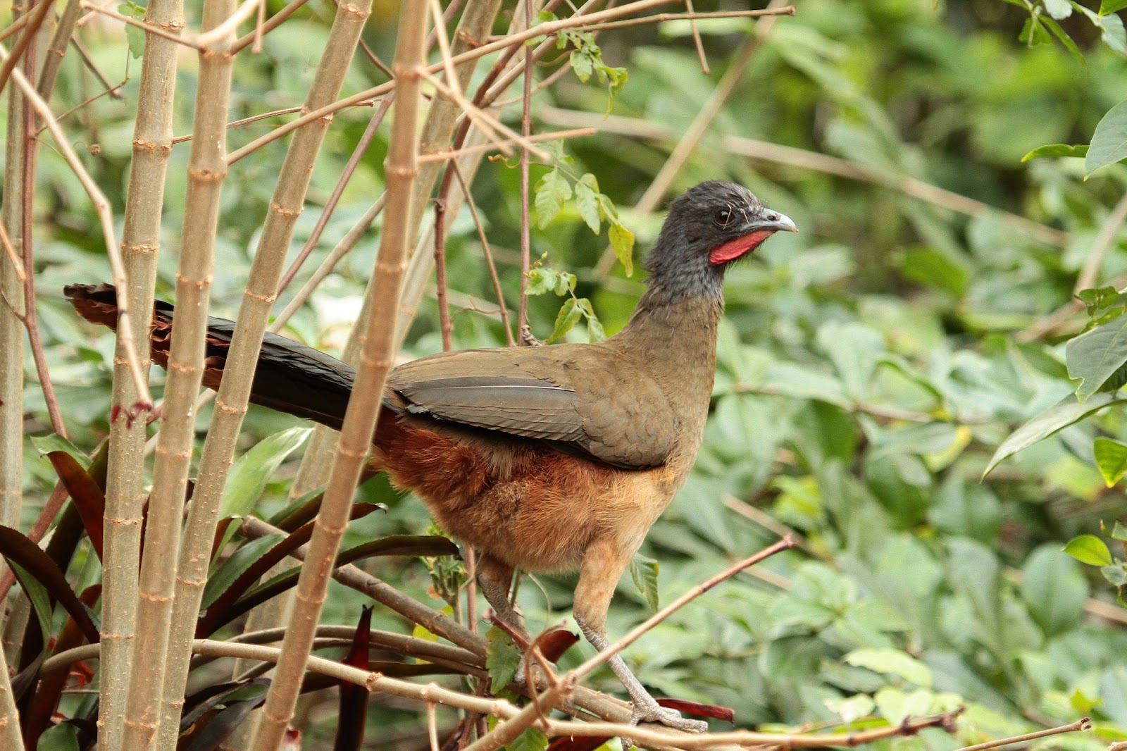 Nuestro bello mundo...: Rufous-vented Chachalaca, Ortalis ruficauda ...
