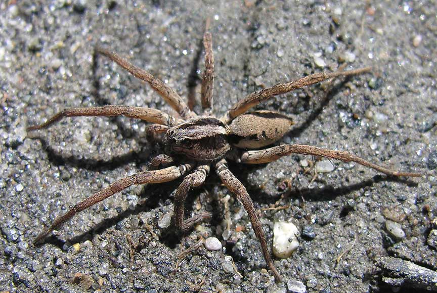 Wolf Spiders | The Life of Animals