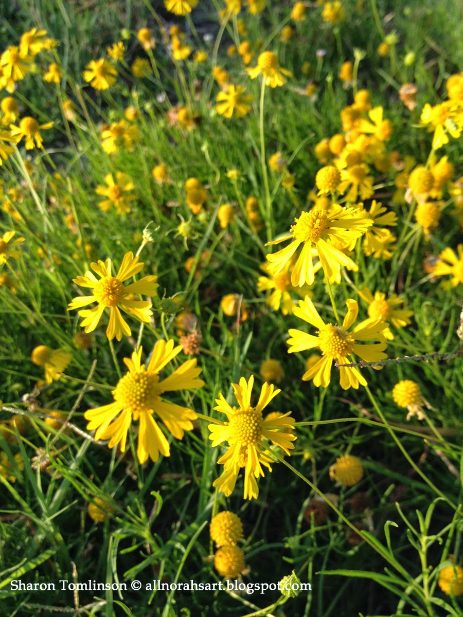 Norah'S: Skeletons in my Garden