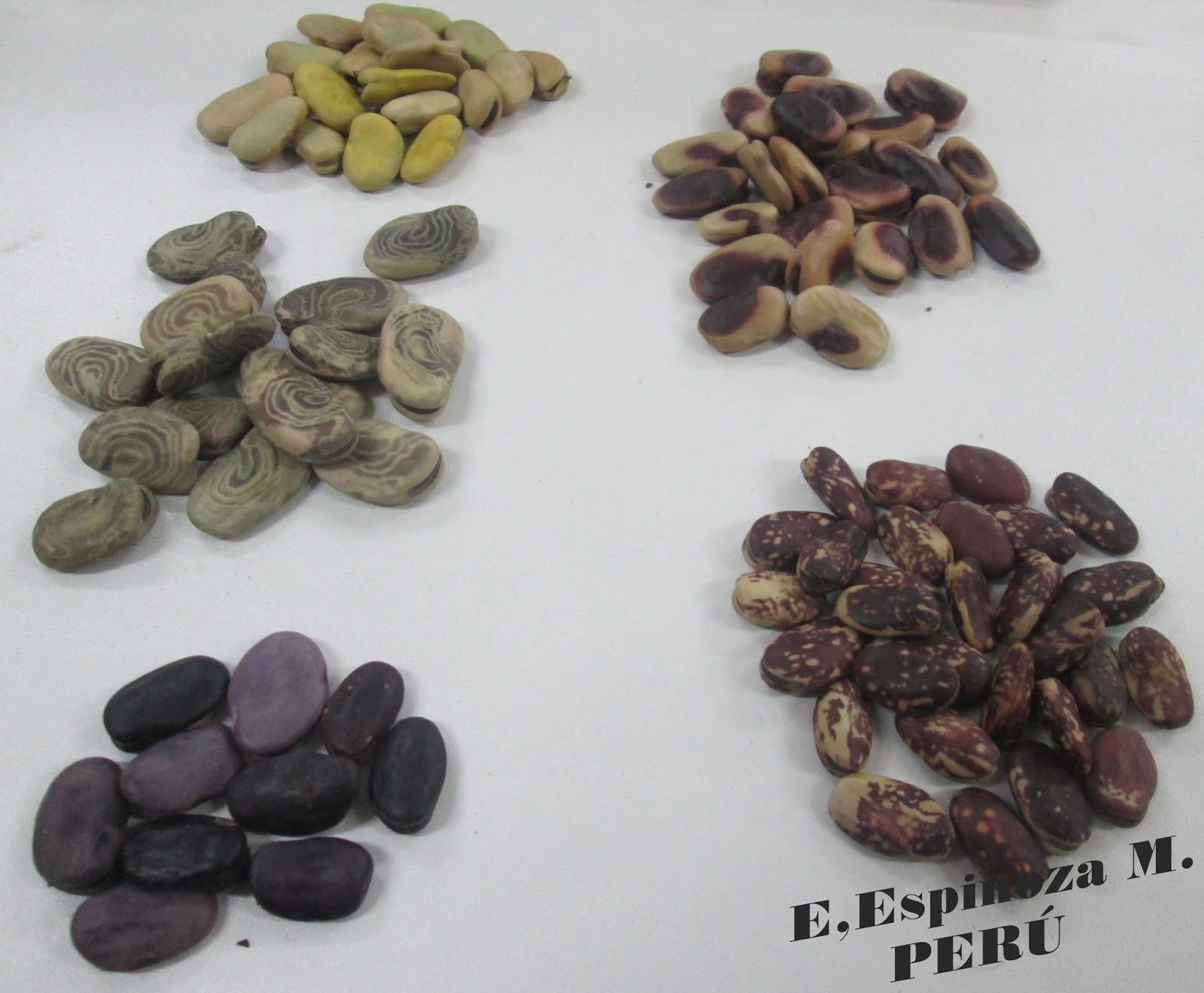 "AGRICULTURA ANDINA INKA": CULTIVO DE HABAS: Como alternativa para la ...