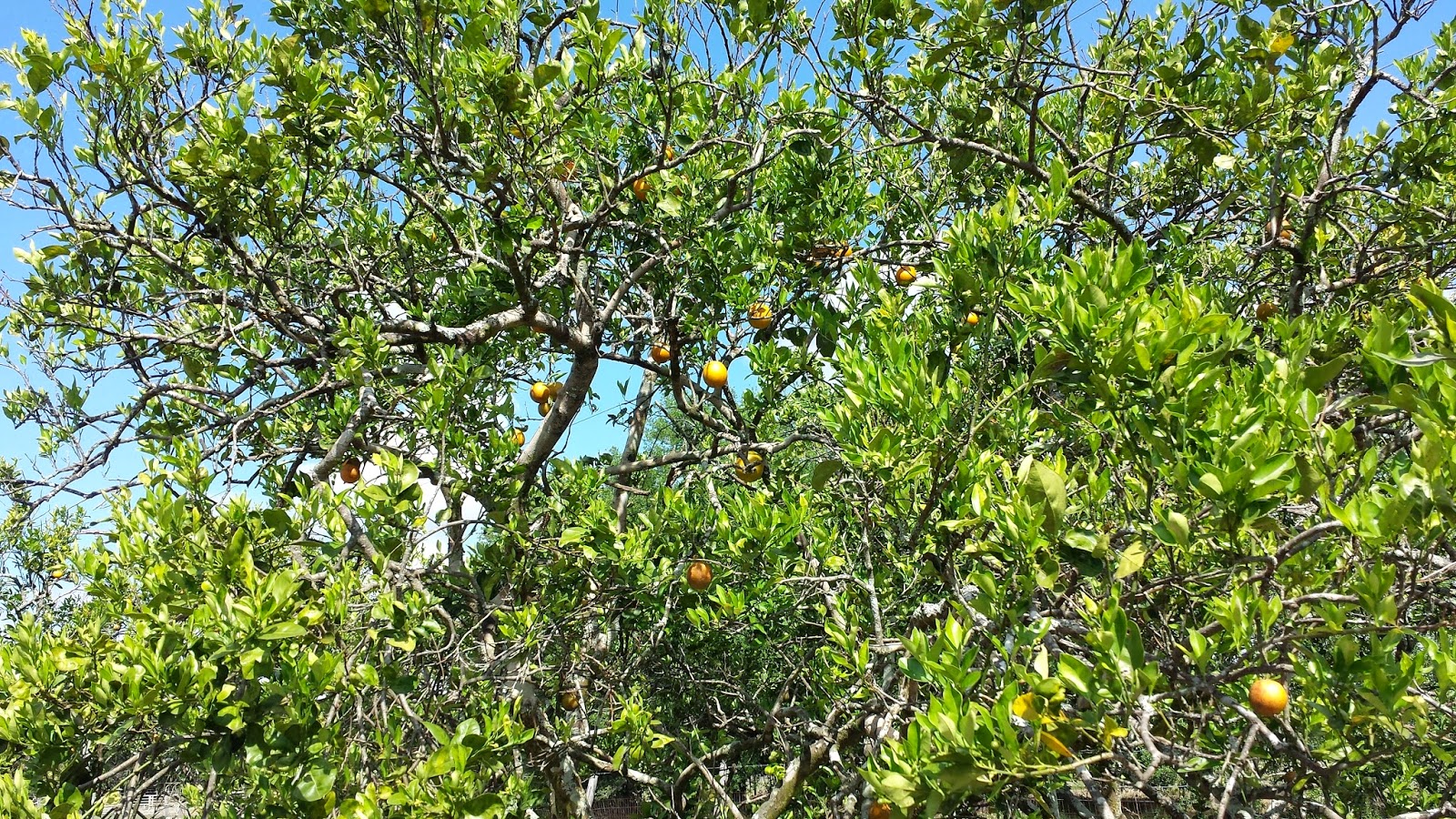 Orangeraie | De Genas En Floride: Murs d'Images