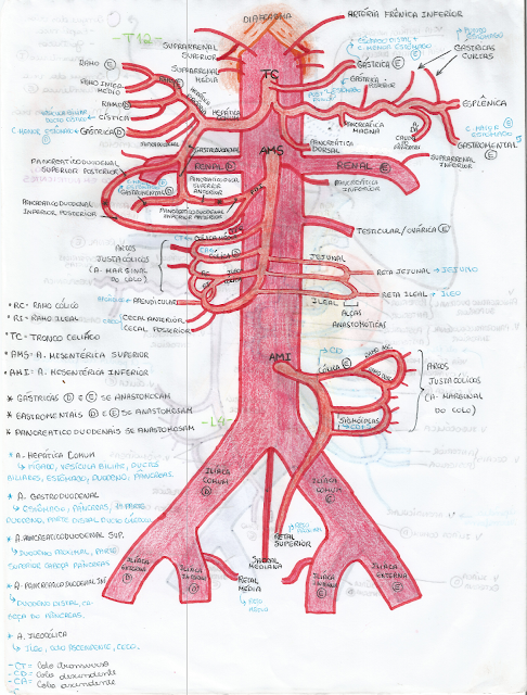 Rabiscos Infundados: Vascularização Arterial do Abdome