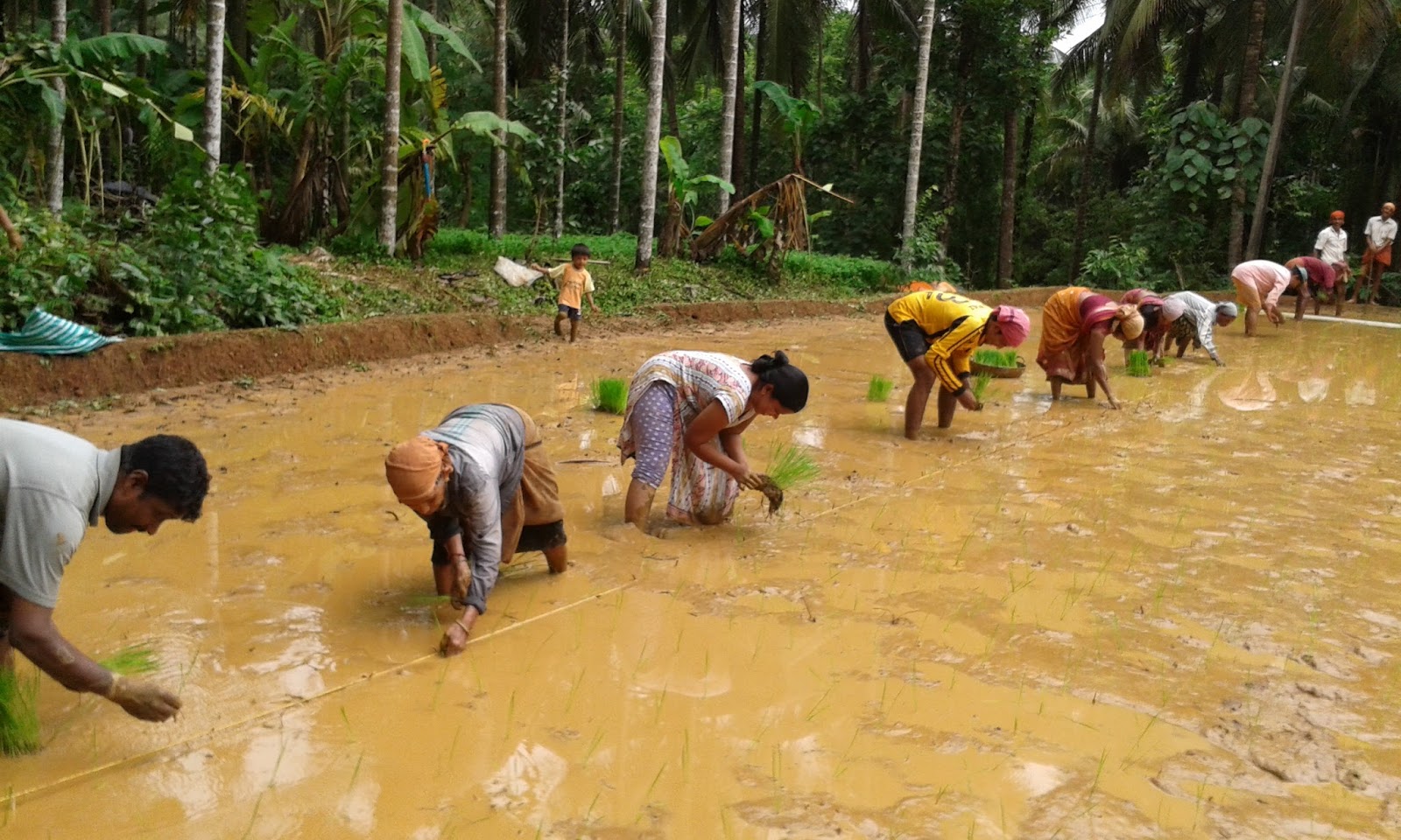 GWLPS KUMBLA: Chingam Onnu Karshaka Dinam