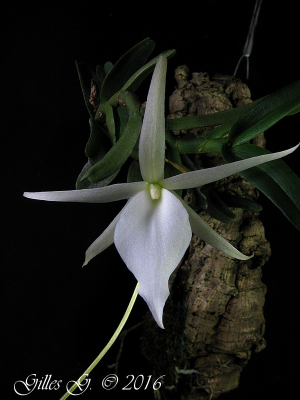 Angraecoid orchids: Angraecum ankeranense H. Perr. (1938)