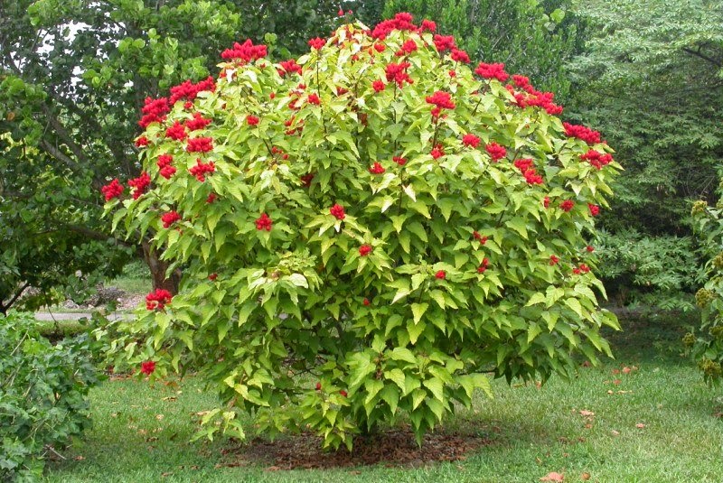 VISIÓN AGROECOLÓGICA: El onoto Colorante Natural