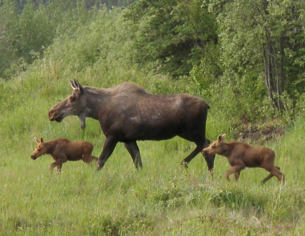 From the Silicon to the Tanana Valley: Meese in Chicken!