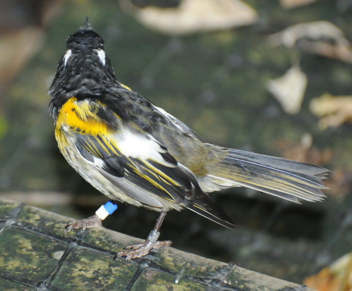 A Wandering Naturalist: New Zealand: Tiritiri Matangi