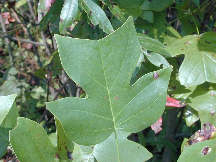 Field Biology in Southeastern Ohio: Tuliptree Scale