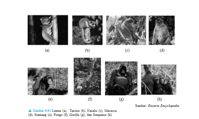 Ordo Primata - Our Akuntansi