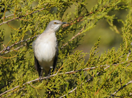 Audubon South Carolina: Great Backyard Bird Count 2013