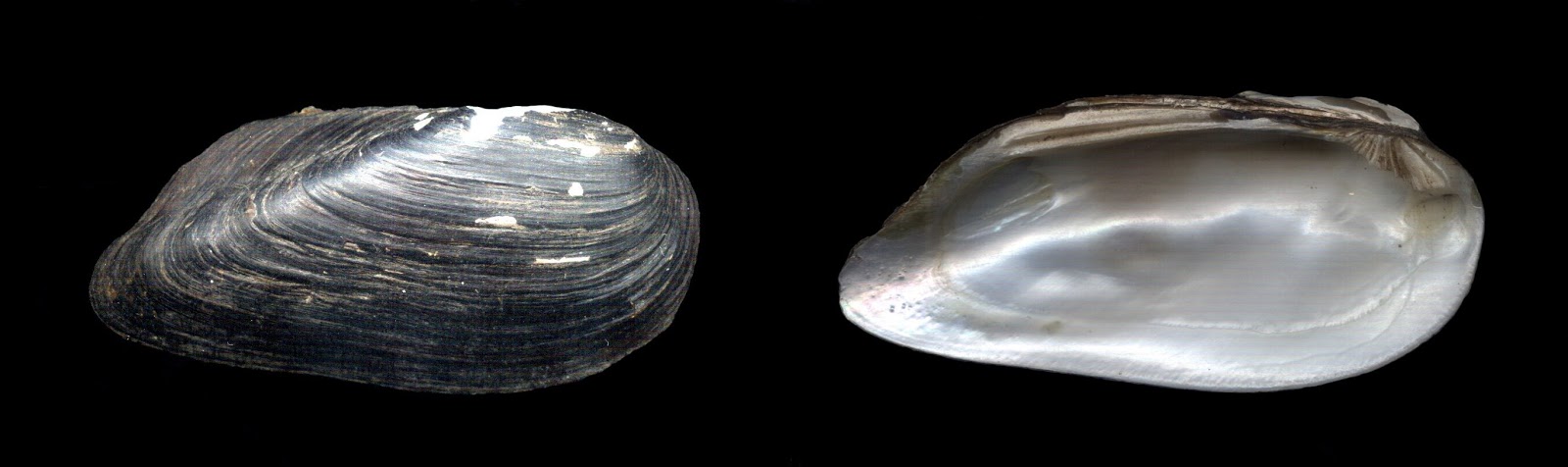 Moluscos dulceacuicolas de Argentina: Diplodon parallelopipedon (Lea, 1834)