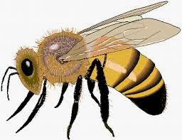 Public Information Library: Larawan ng iba't-ibang mga insekto