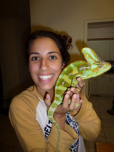 the adventures of US: Wild Veiled Chameleons in South Florida