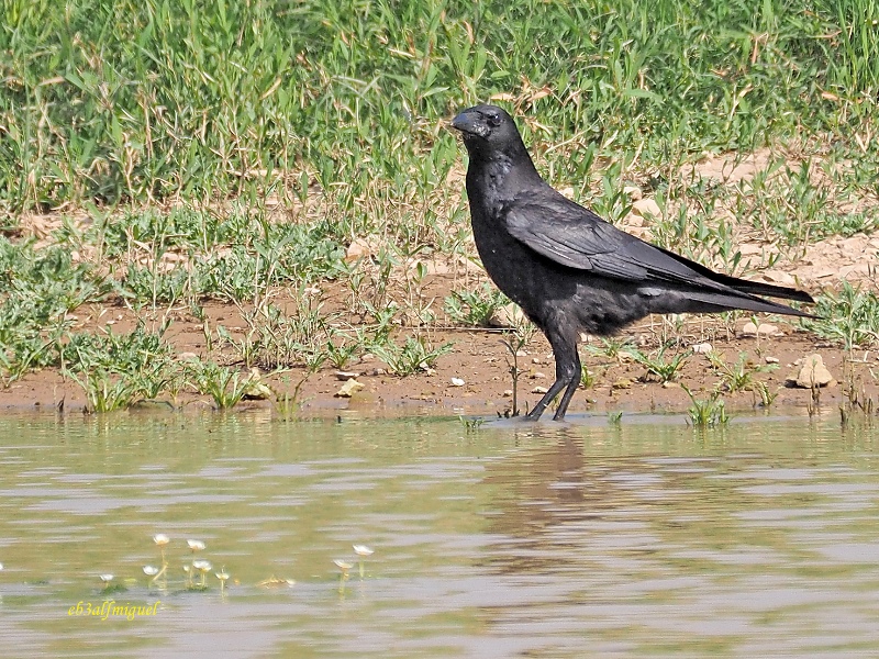 Miguel fotografia: Corneja común (Corvus corone)