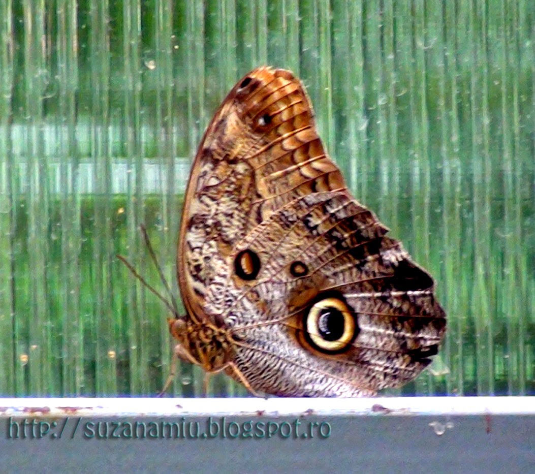 Floare de Colt : Expozitie de fluturi vii