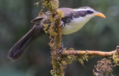 Friendly Neighbourhood Birders: 33. Birds of Ganeshgudi and Dandeli