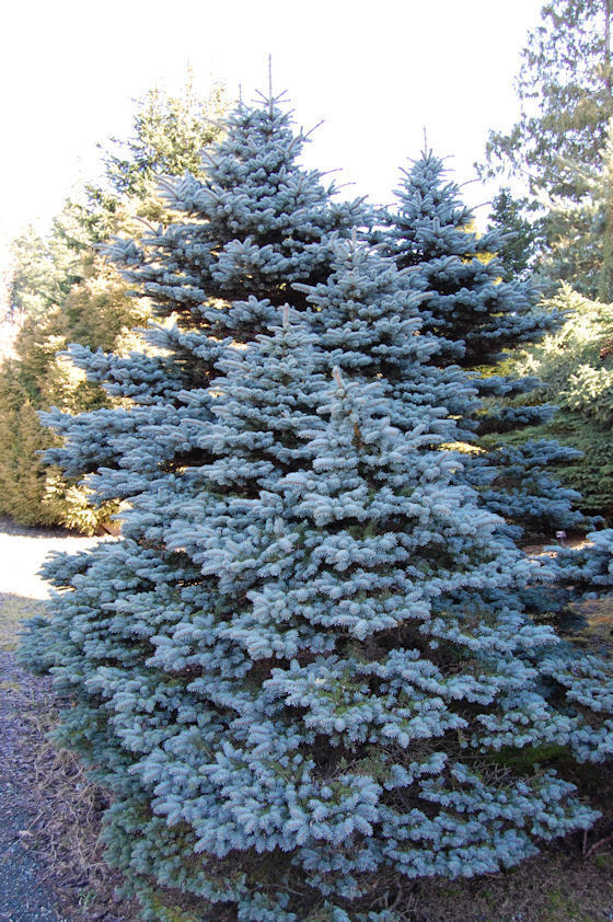 Abeto Azul / Pinheiro Azul / Picea pungens glauca / Usado para Bonsai