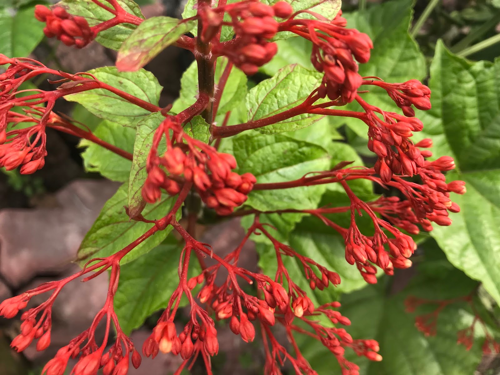 新/马草药自然医学: （宝塔龙船花）圆锥大青功效.Benefits of pagoda flower .Manfaat Akar Bunga ...