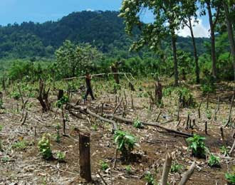 FORESTRY - LEARNING: FOREST PROTECTION STRATEGY