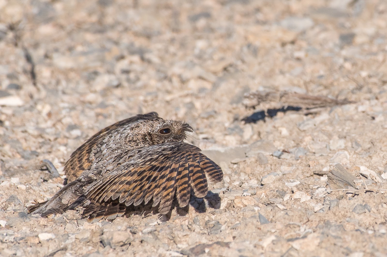 NeoVista Birds and Wildlife: Monitoring a Common Poorwill Nest Site