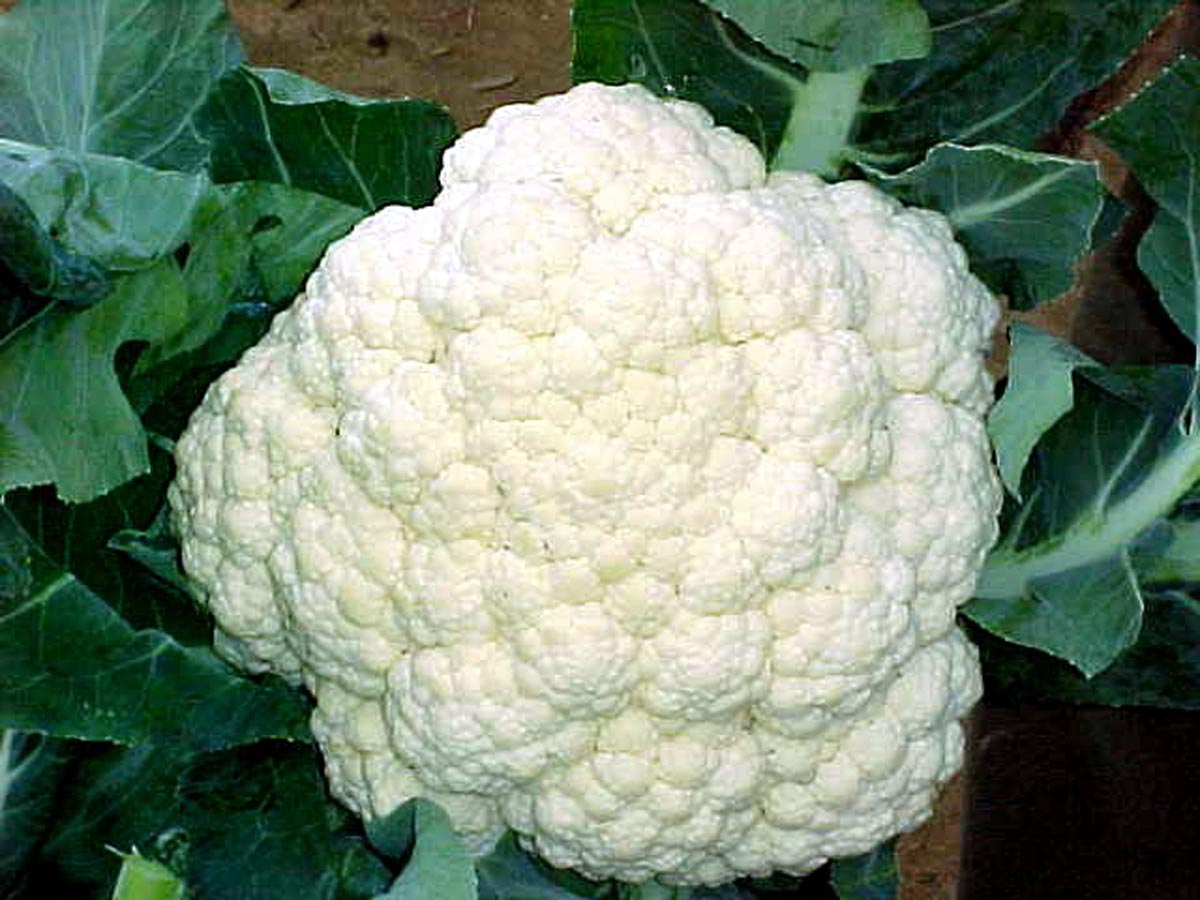 Guia para uma Alimentação Saudável: Os benefícios da couve-flor