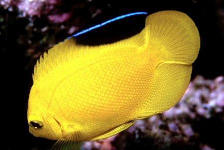 D' Ocean Aquarium: Ikan Angel (Angelfish)