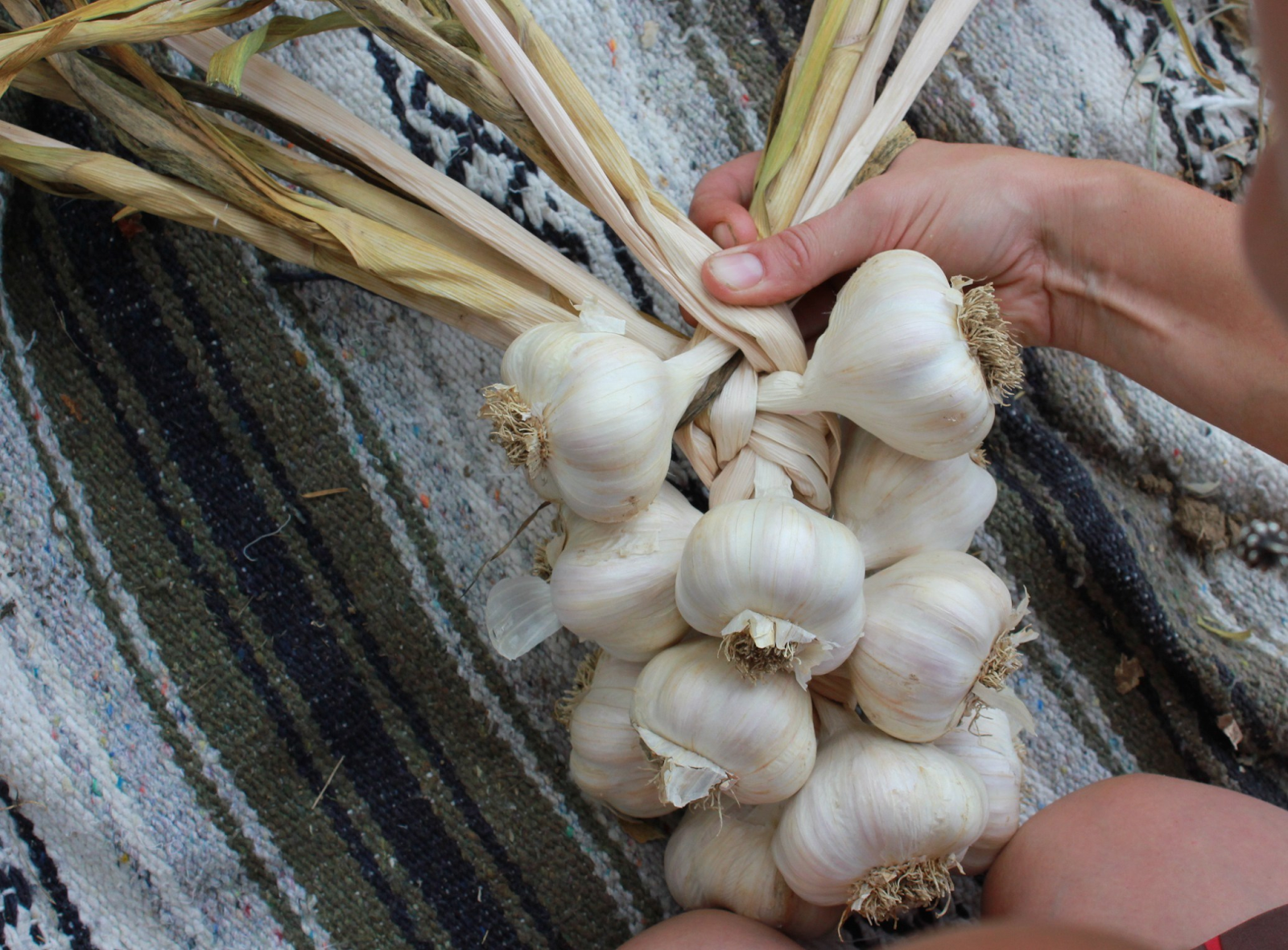 Cultivating on the Ridge: Garlic