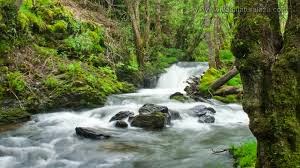 Los Ecosistemas Acuáticos: Aprendiendo más sobre los ecosistemas acuáticos