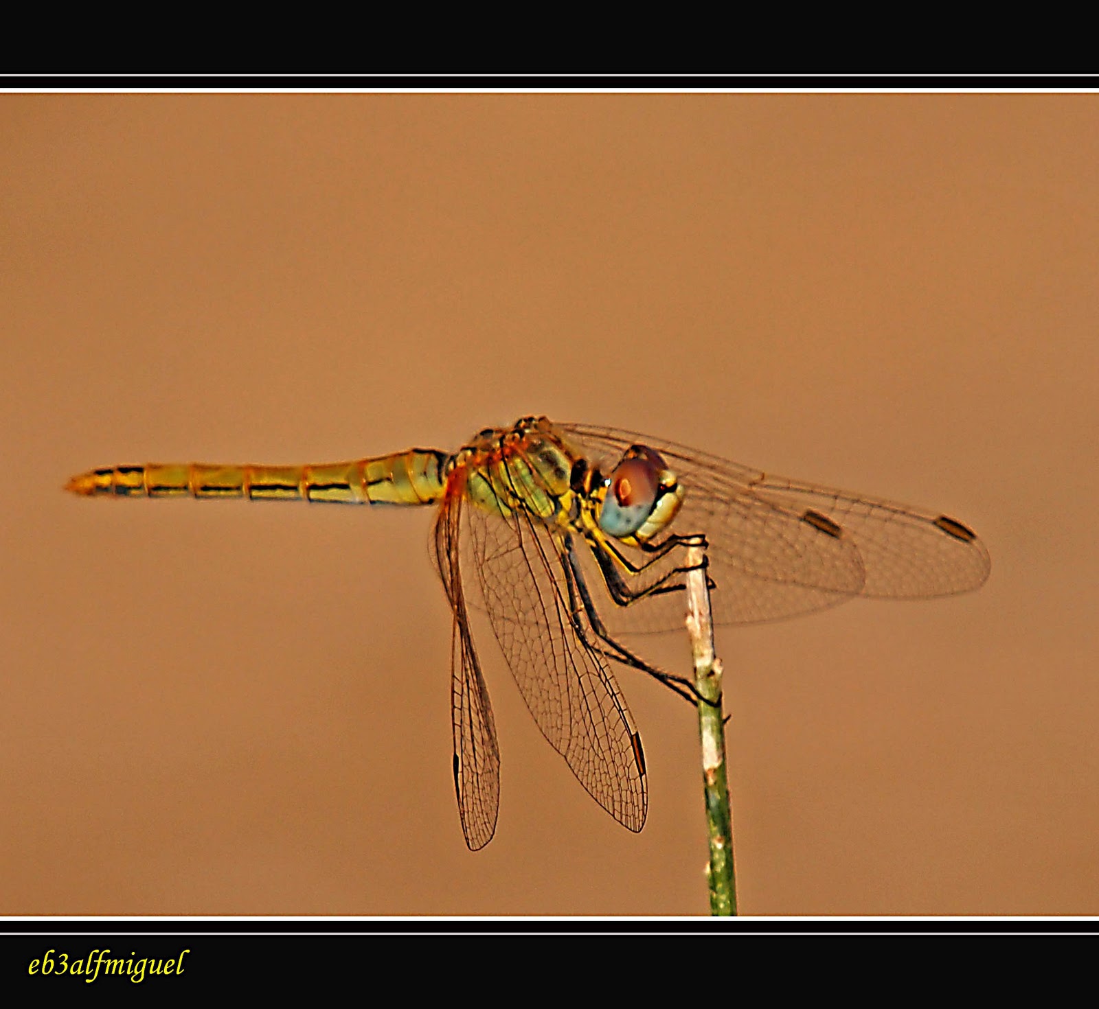 Miguel fotografia: Libelula