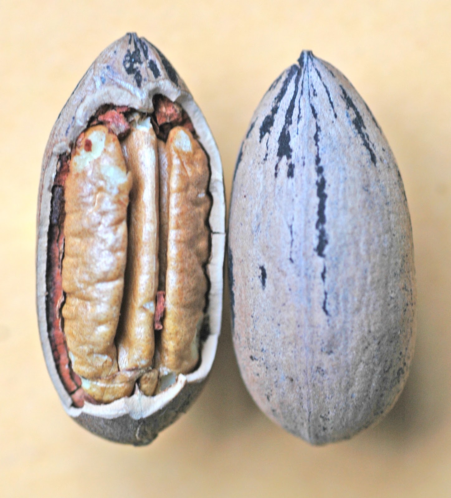 Northern Pecans: Shell shape can limit percent kernel