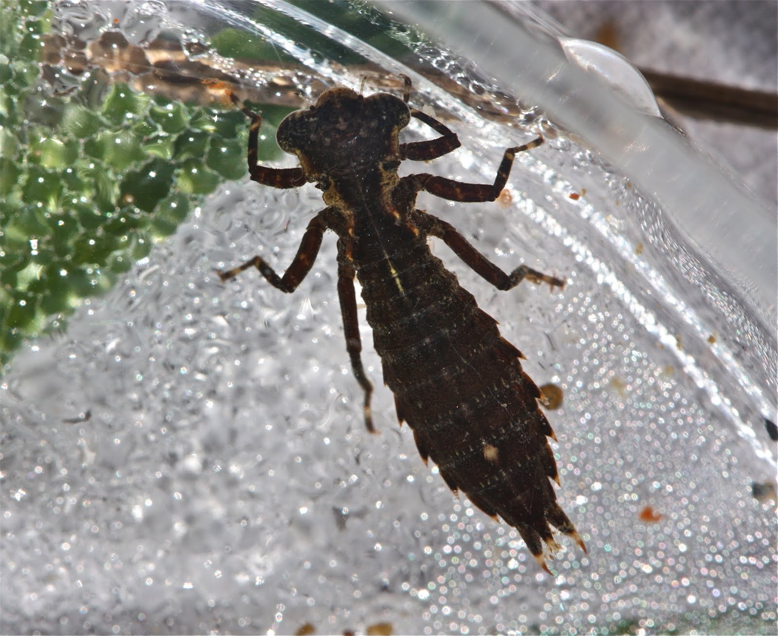Aquatic Insects of Central Virginia: New Water: A Trip to the Buffalo ...
